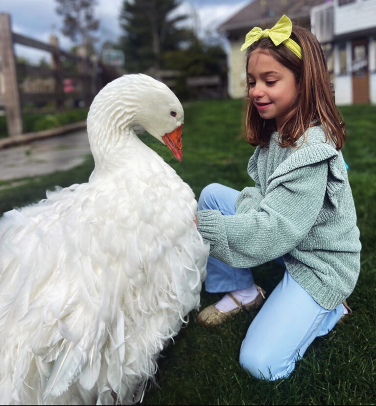 Sebastopol Geese Facts and Breeding History - Backyard Poultry